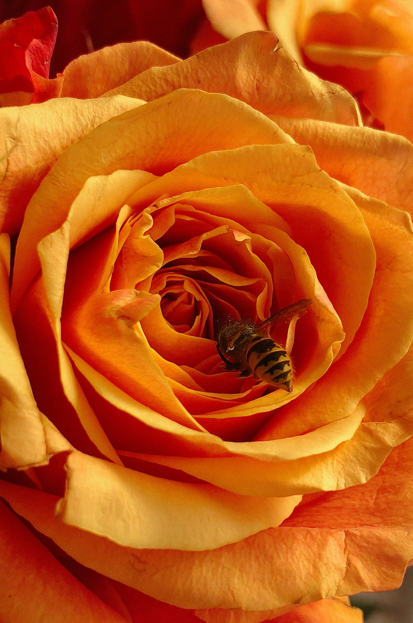 The Hive - United Kingdom, Sophie Hustwick | Ethos Common