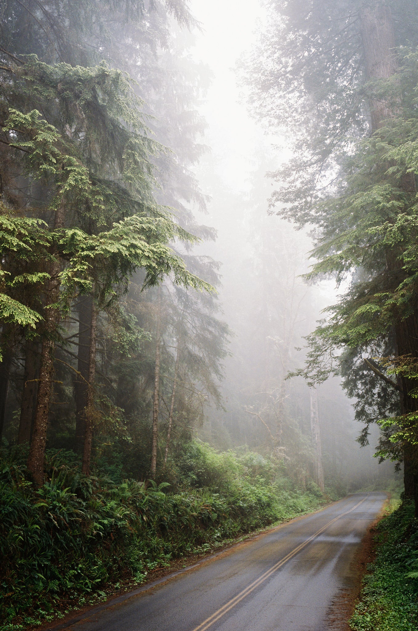 Misty Greens - California, Tom Irwin | Ethos Common