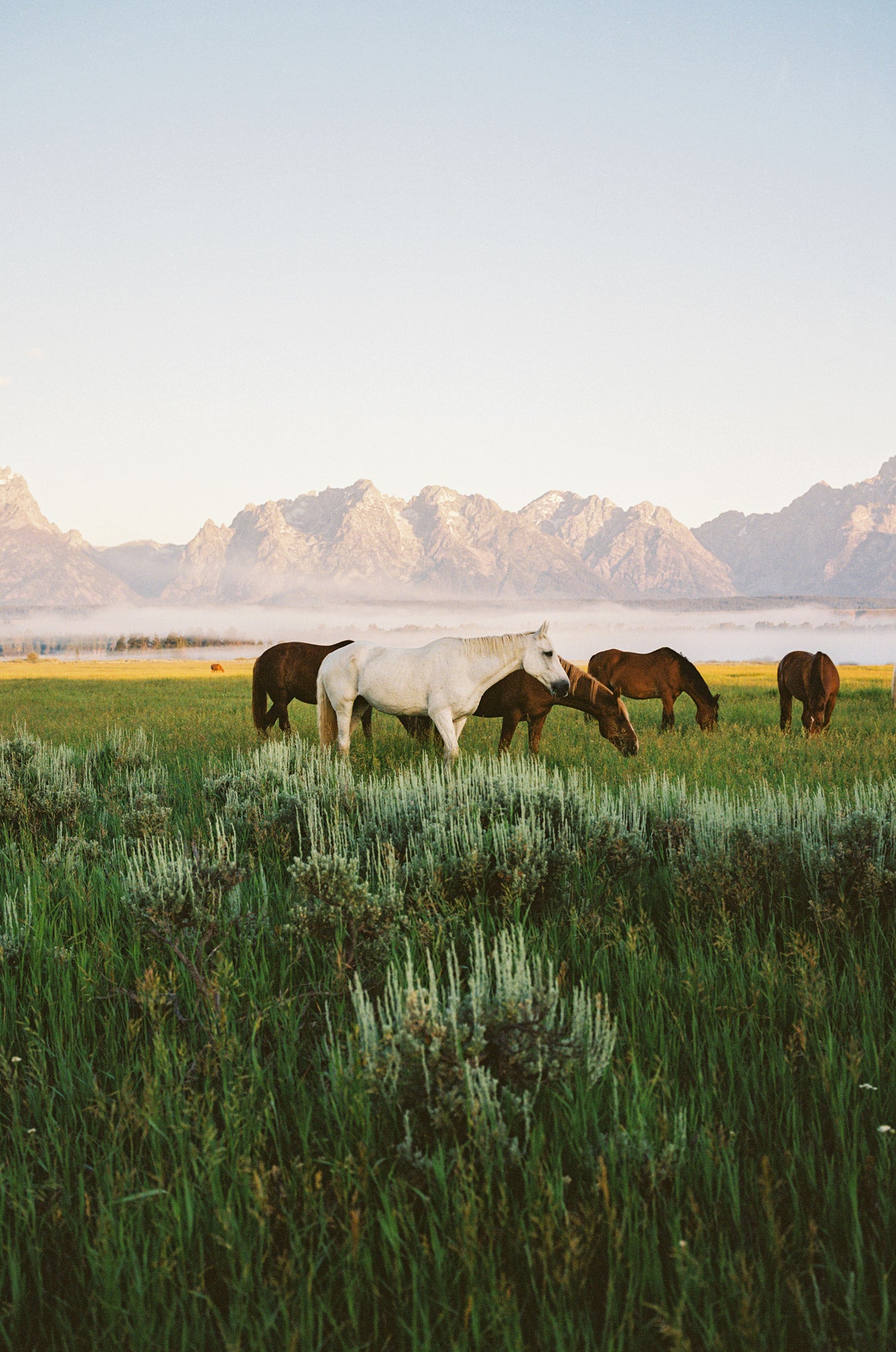 Wild Herd - Wyoming, Tom Irwin | Ethos Common